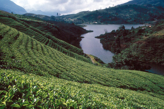 Tea 101: Where Does It Come From & How Is It Made? | Stash Tea